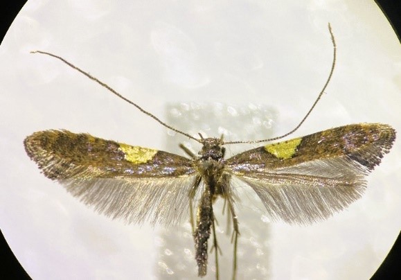 First record in México of Caloptilia stigmatella (Fabricius, 1781 ...