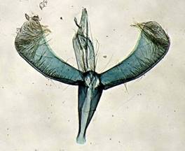First record in México of Caloptilia stigmatella (Fabricius, 1781 ...