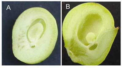 Parthenocarpic and Stenospermocarpic Mango Fruits: A Review of Possible ...