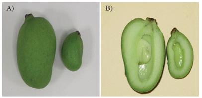 Parthenocarpic and Stenospermocarpic Mango Fruits: A Review of Possible ...