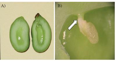 Parthenocarpic and Stenospermocarpic Mango Fruits: A Review of Possible ...