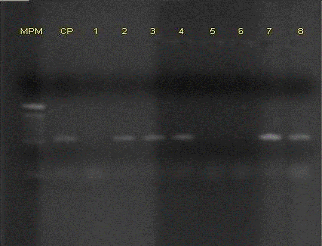 Identification of Escherichia coli pathotypes in ground beef from ...