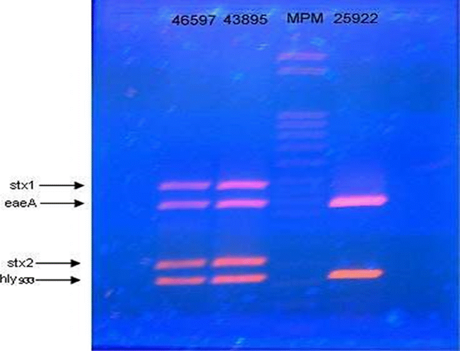 Identification of Escherichia coli pathotypes in ground beef from ...
