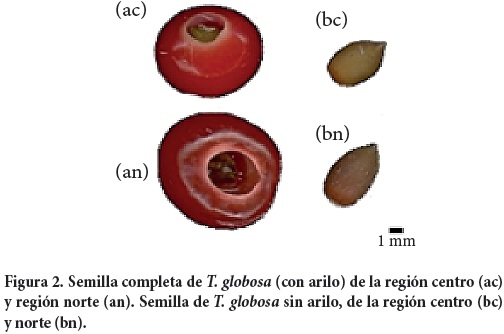 Variación morfológica de semillas de Taxus globosa Schltdl ...
