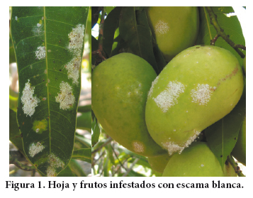 Aspersiones de insecticidas en campo para controlar la escama blanca ...