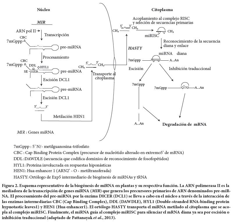 Silenciamiento génico en plantas: mecanismos moleculares del ARN de ...