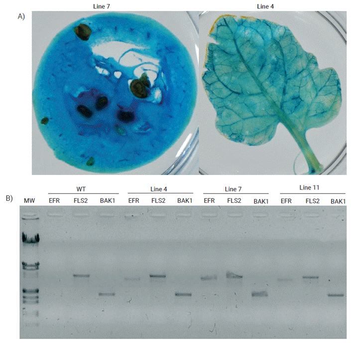 Tomato transformation with genes involved in plant immunity to confer ...