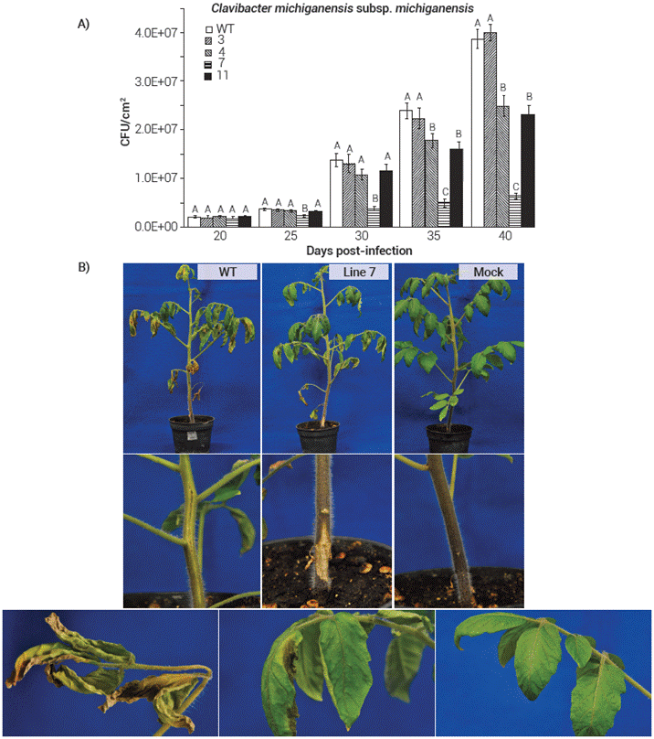 Tomato transformation with genes involved in plant immunity to confer ...