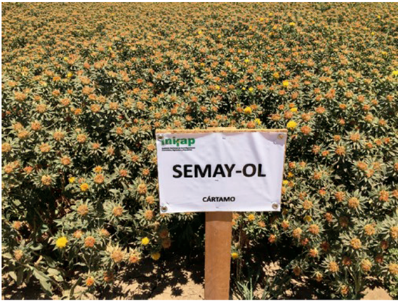 SEMAY OL, NUEVA VARIEDAD DE CÁRTAMO OLEICA