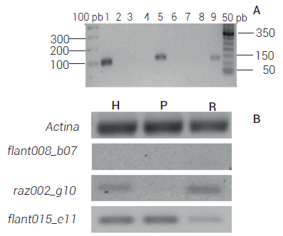 IDENTIFICACIÓN DE cDNAs DE Agave tequilana Weber Var. azul SIMILARES A ...