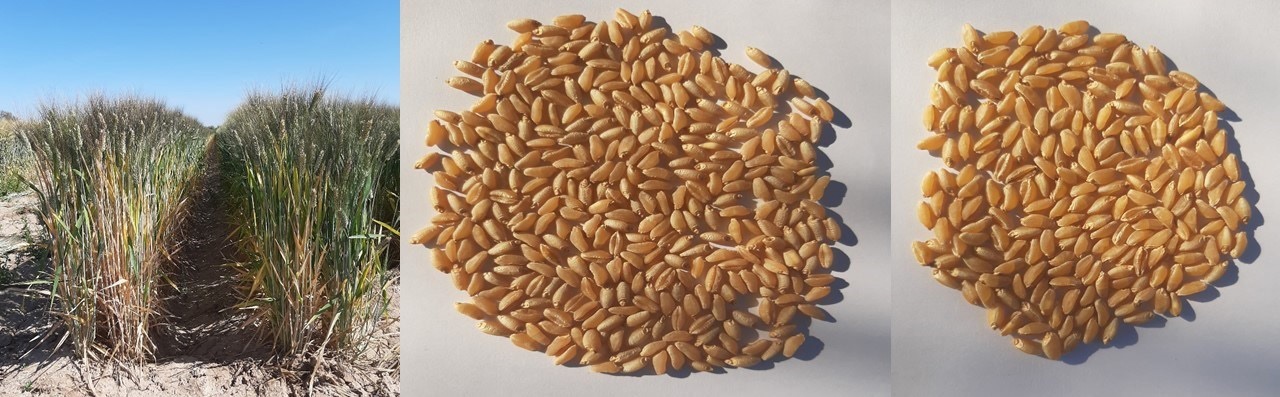 Isabel Oro C2018: nueva variedad de trigo cristalino (Triticum durum ...
