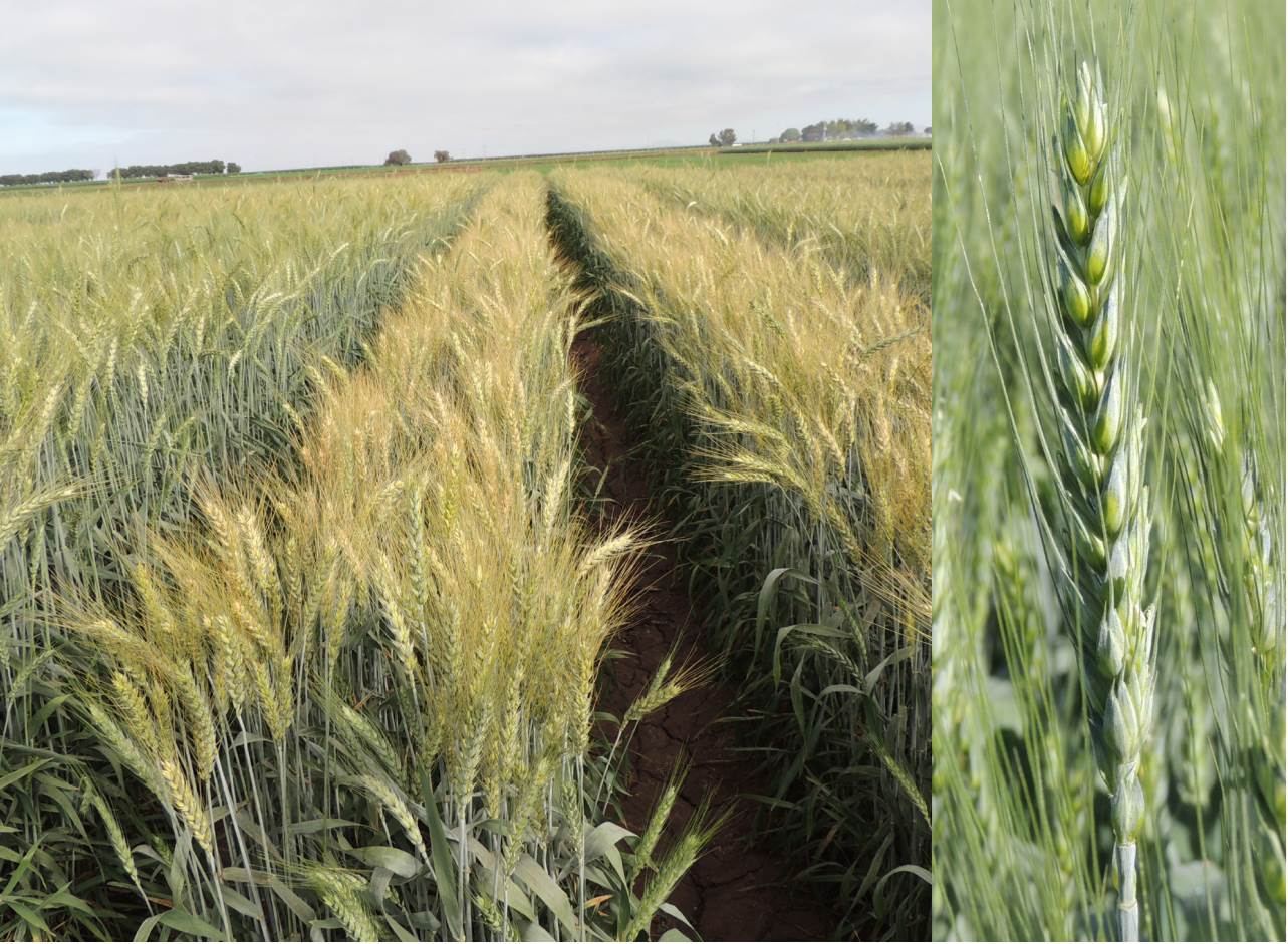 Borlaug 100, variedad de trigo harinero para condiciones de riego del ...