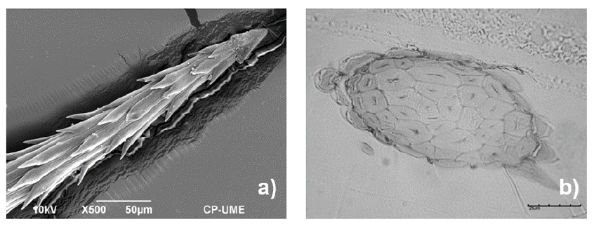 Glóquidas del fruto de Opuntia albicarpa Scheinvar y su hidrólisis para ...