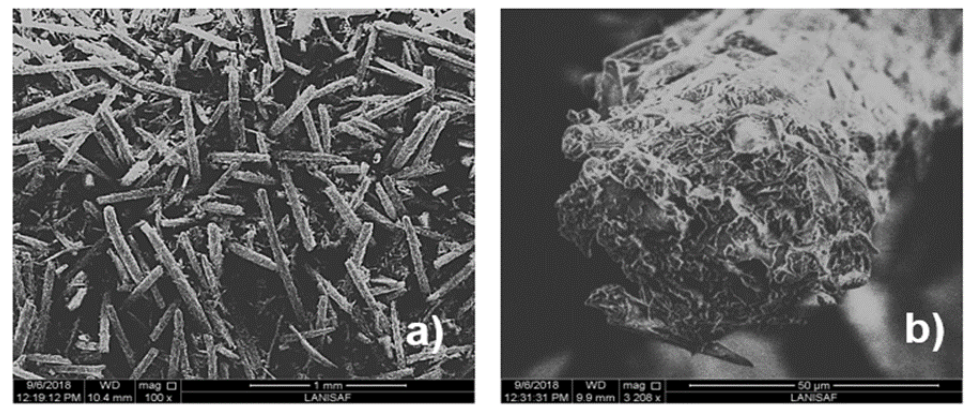 Glóquidas del fruto de Opuntia albicarpa Scheinvar y su hidrólisis para ...
