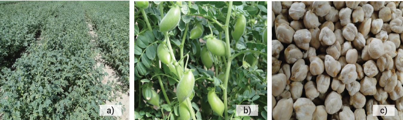 Mazocahui: nueva variedad de garbanzo blanco (Cicer arietinum L.) Para ...