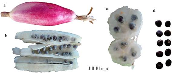 Cualidades morfológicas de frutos de tres especies de Bromelia ...