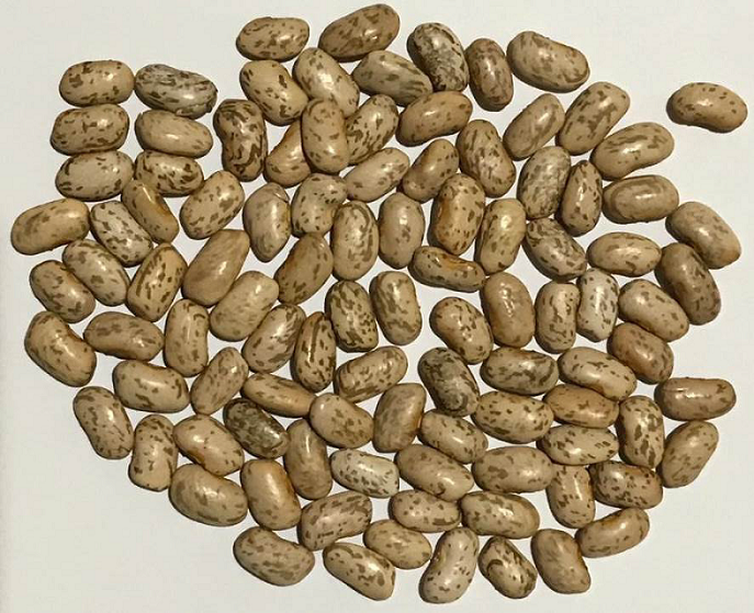 Proyecto Científico De Frijoles Pintos RENDIMIENTO E ÍNDICE DE