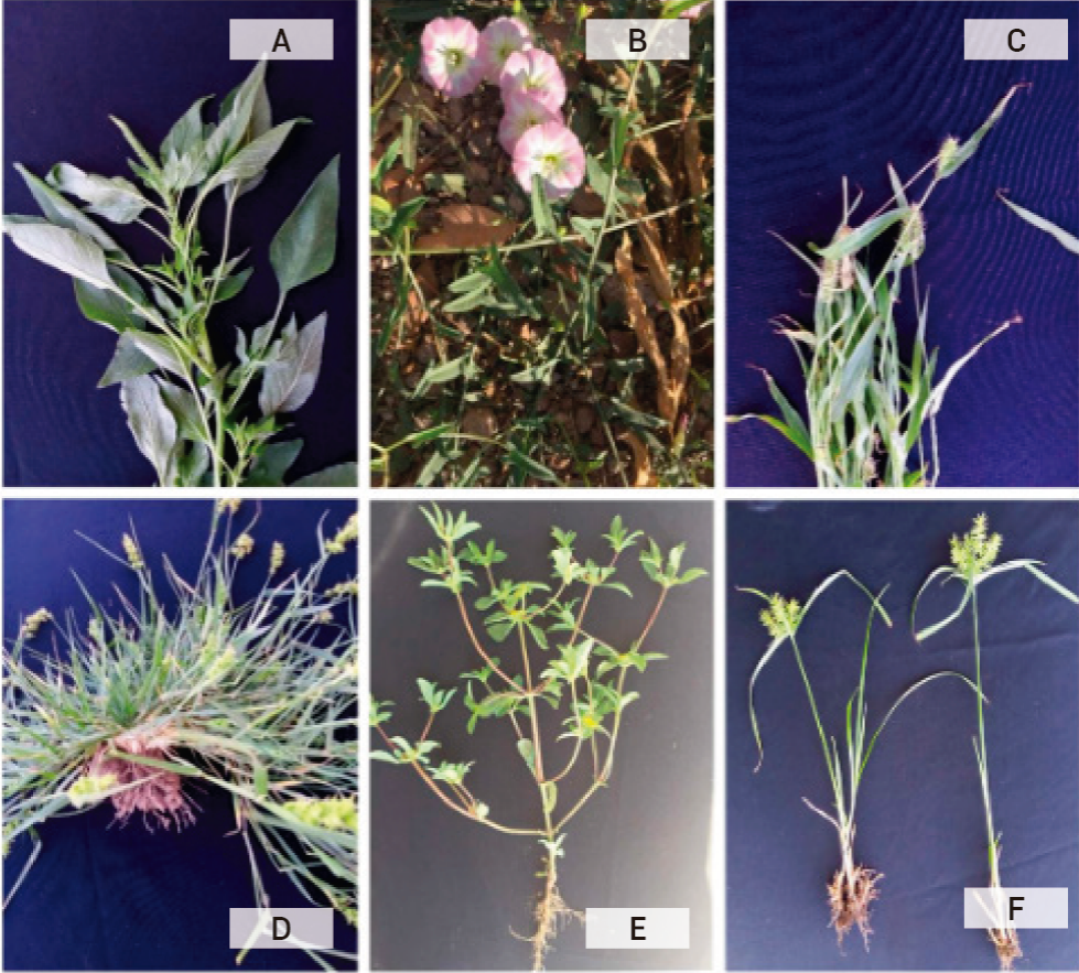 Lista De Todos Los Tipos De Malezas
