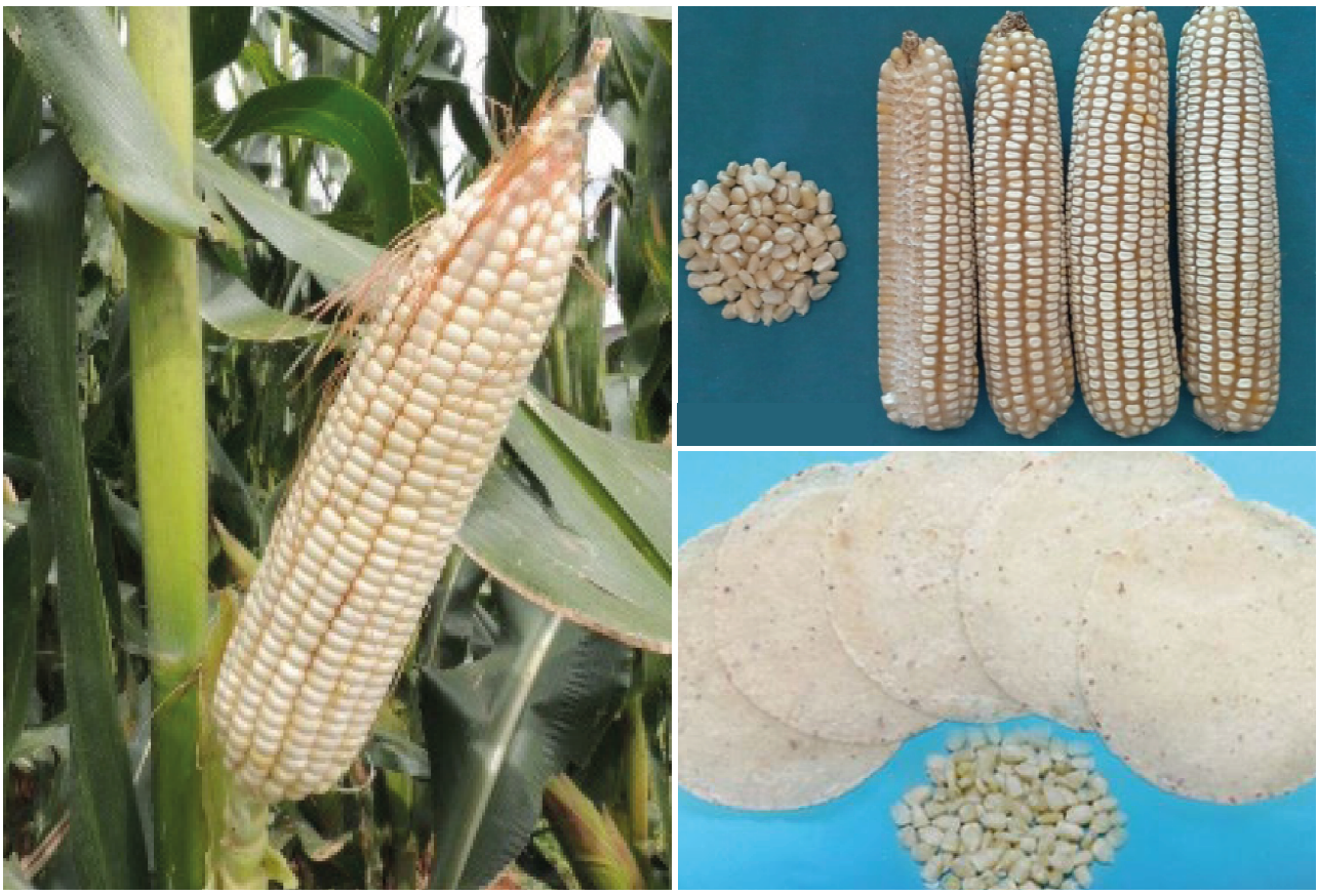 H-392: híbrido de maíz de grano blanco para regiones agrícolas del ...