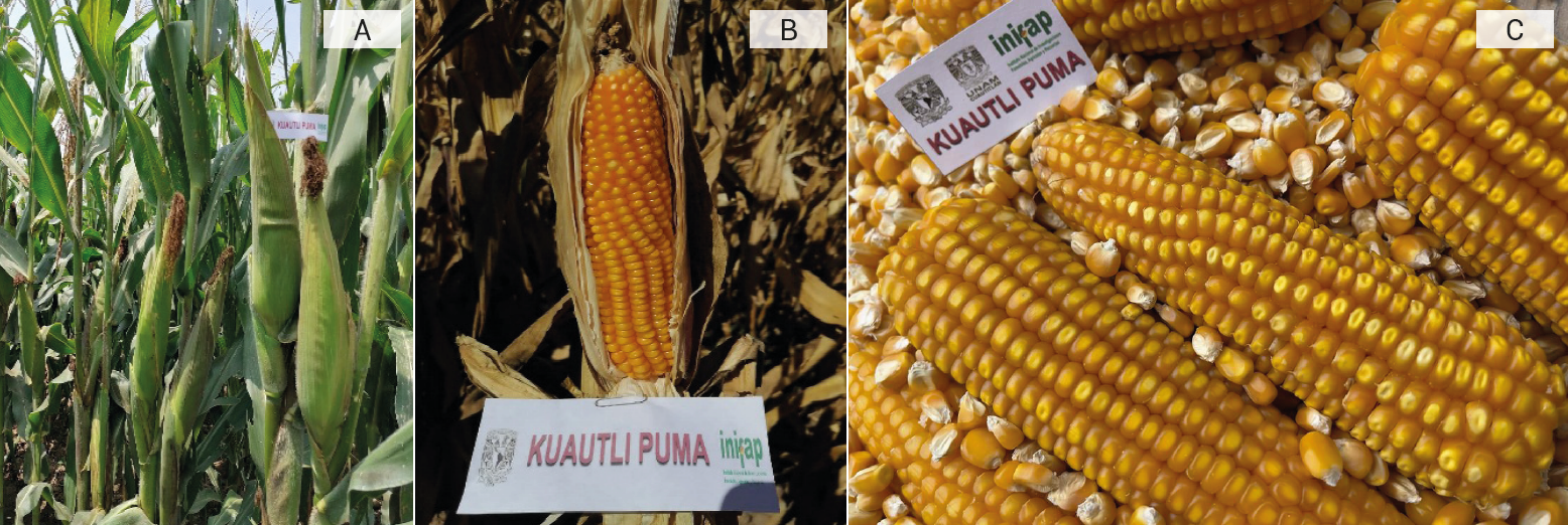 Kuautli Puma: híbrido varietal de maíz de grano amarillo para altitudes ...