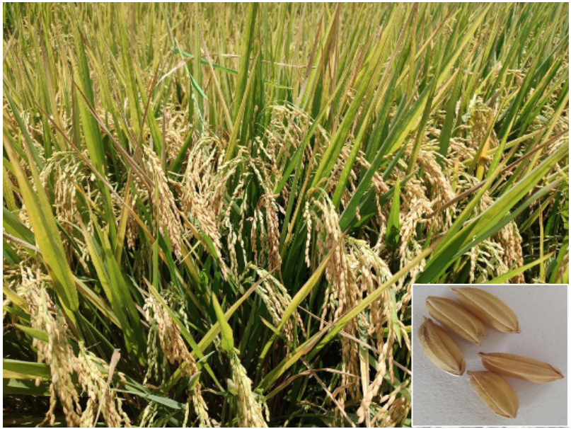 Nayarita 22, variedad de arroz tipo milagro filipino para México