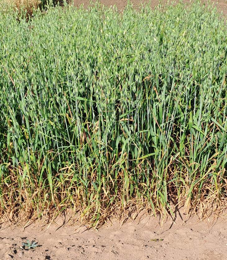 Zafiro, variedad de avena para condiciones de temporal en México