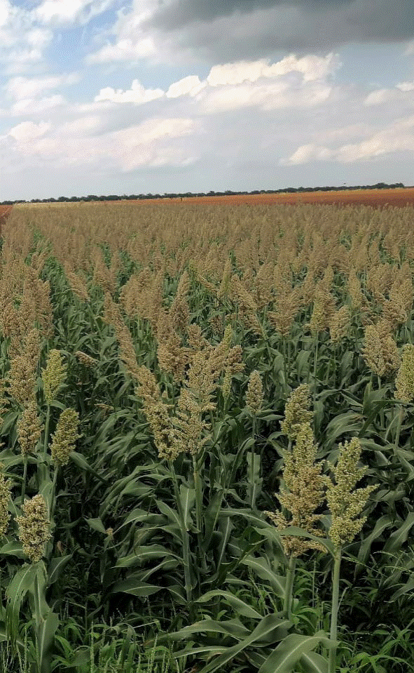 Rb Williams Variedad De Sorgo De Grano Blanco Para Tamaulipas