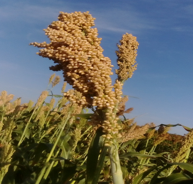 Arcos: variedad de sorgo de doble propósito para la región sur de ...