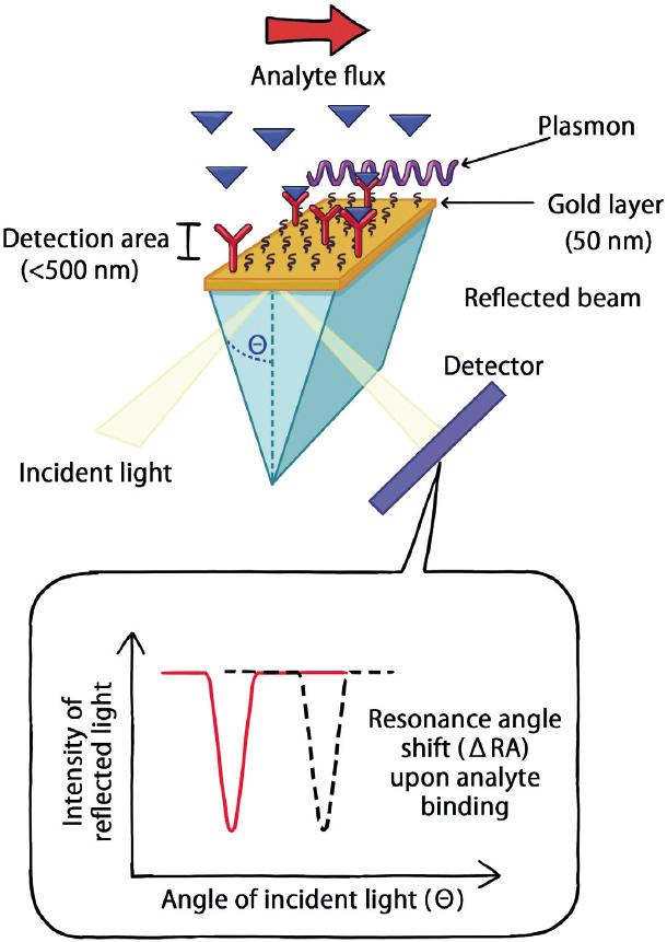 Clinical and Biomedical Applications of Surface Plasmon Resonance Systems