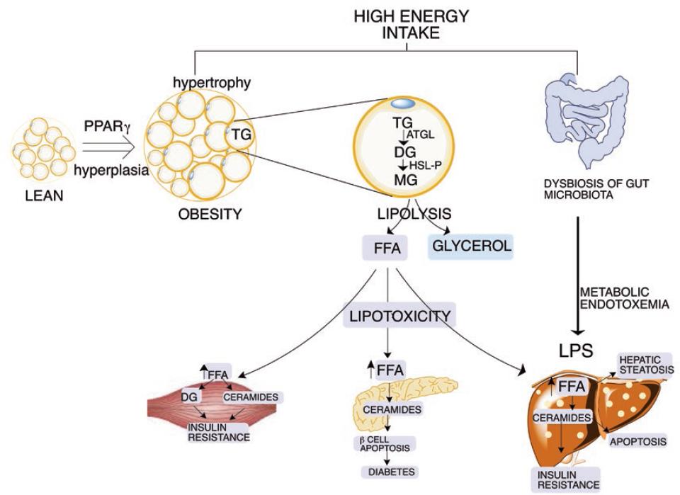 Nutrigenomics as a Tool in the Prevention of Lipotoxicity: The Case of ...