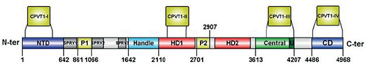 Basic and Clinical Insights in Catecholaminergic (Familial) Polymorphic ...
