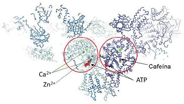 Basic and Clinical Insights in Catecholaminergic (Familial) Polymorphic ...