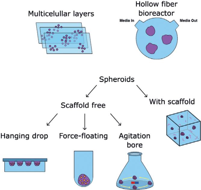 Deriving Primary Cancer Cell Cultures for Personalized Therapy