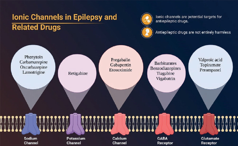Molecular and Genetic Mechanisms of Neurotoxicity During Anti-seizure ...