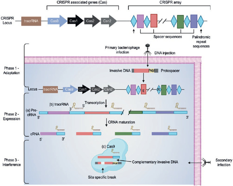 Editing the Human Genome with CRISPR/Cas: A Review of its Molecular ...