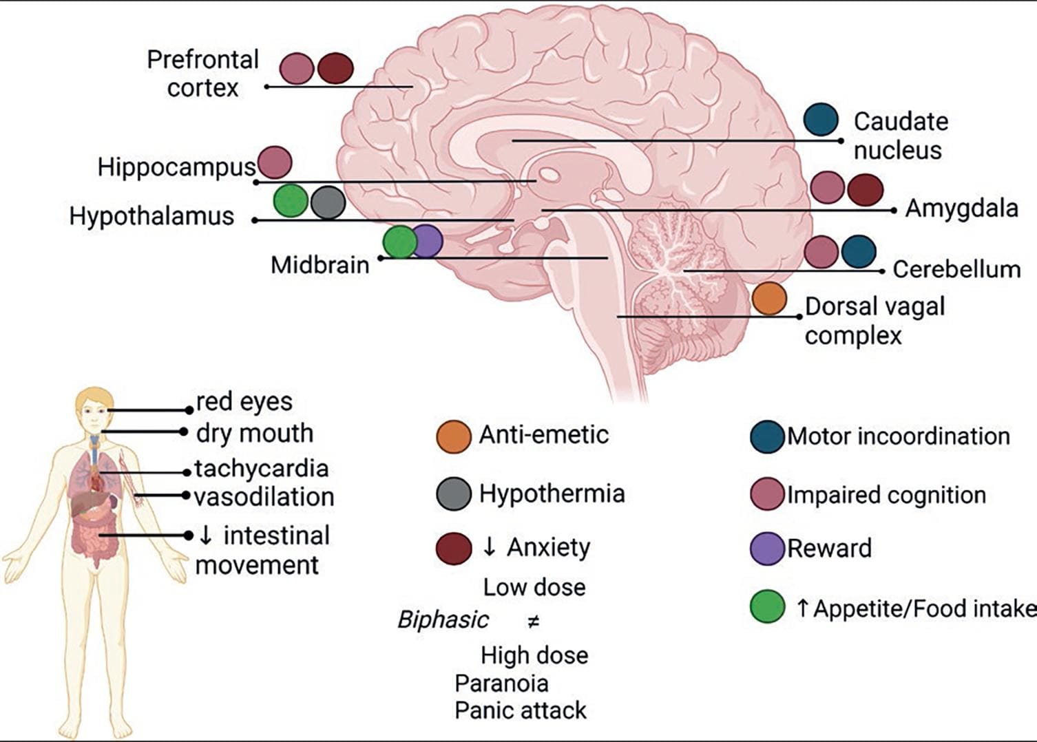 Cannabis: Drug of Abuse and Therapeutic Agent, Two Sides of the Same Coin