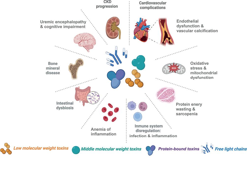 Pushing the Boundaries of Hemodialysis: Innovations in Membranes and ...