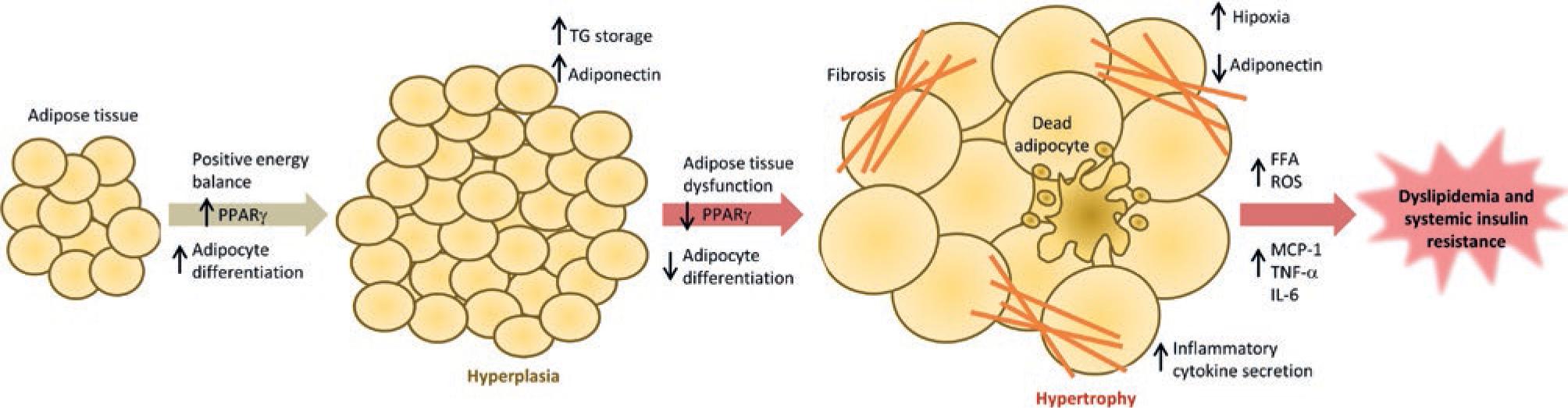 Adipose Tissue Immunometabolism: Unveiling the Intersection of ...