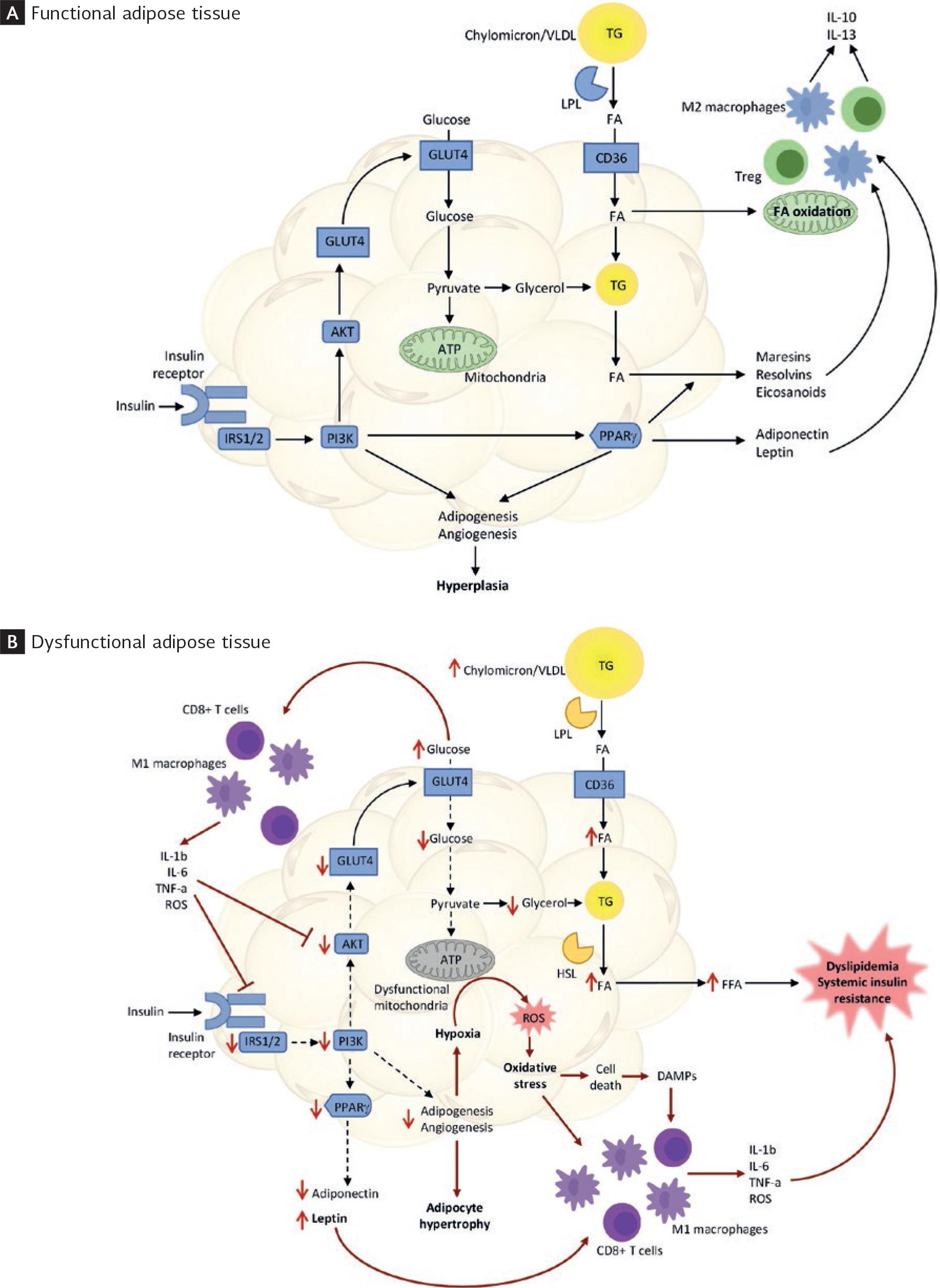 Adipose Tissue Immunometabolism: Unveiling the Intersection of ...