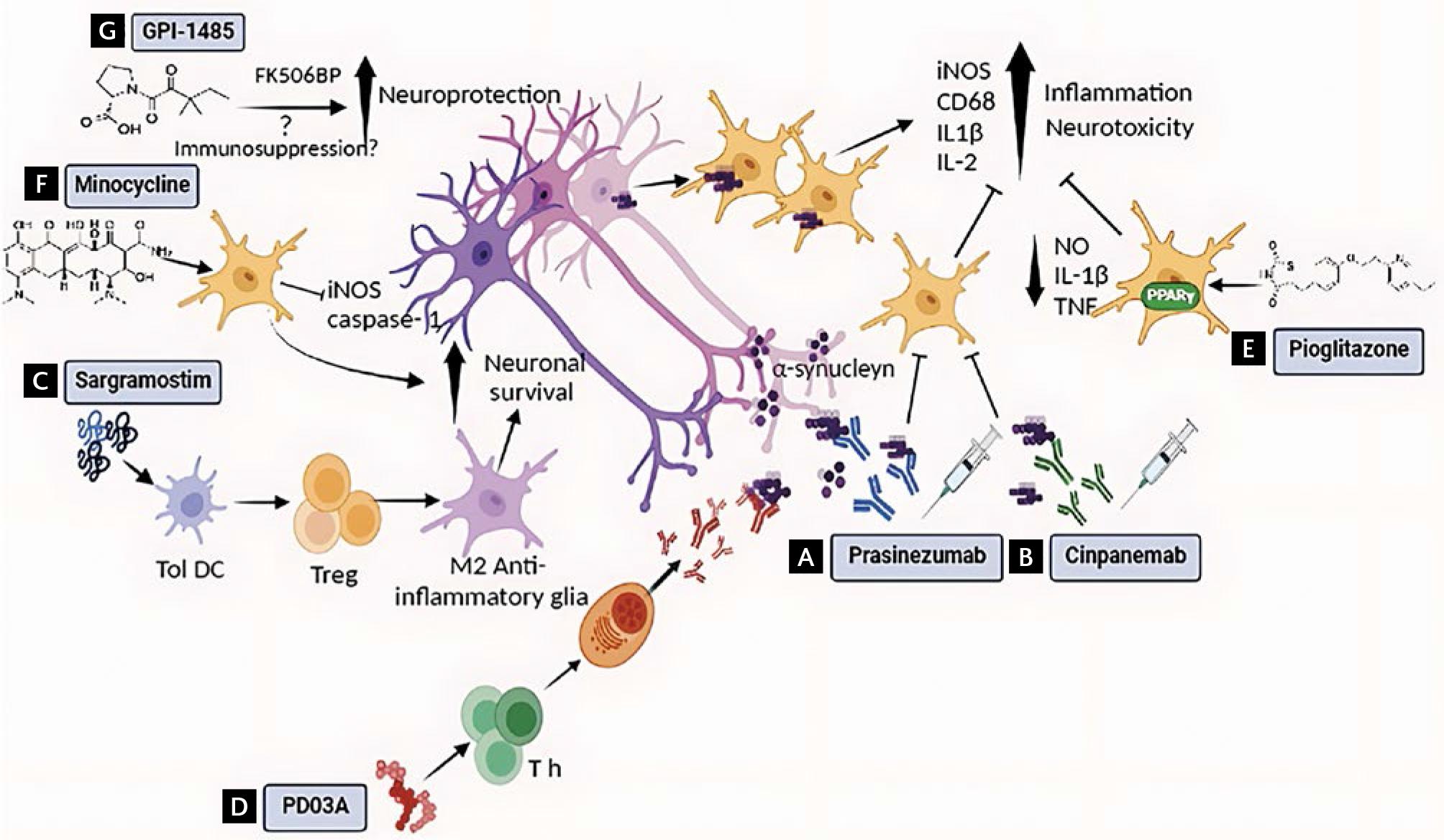 Immunomodulation as a Treatment for Parkinson´s Disease in Current ...