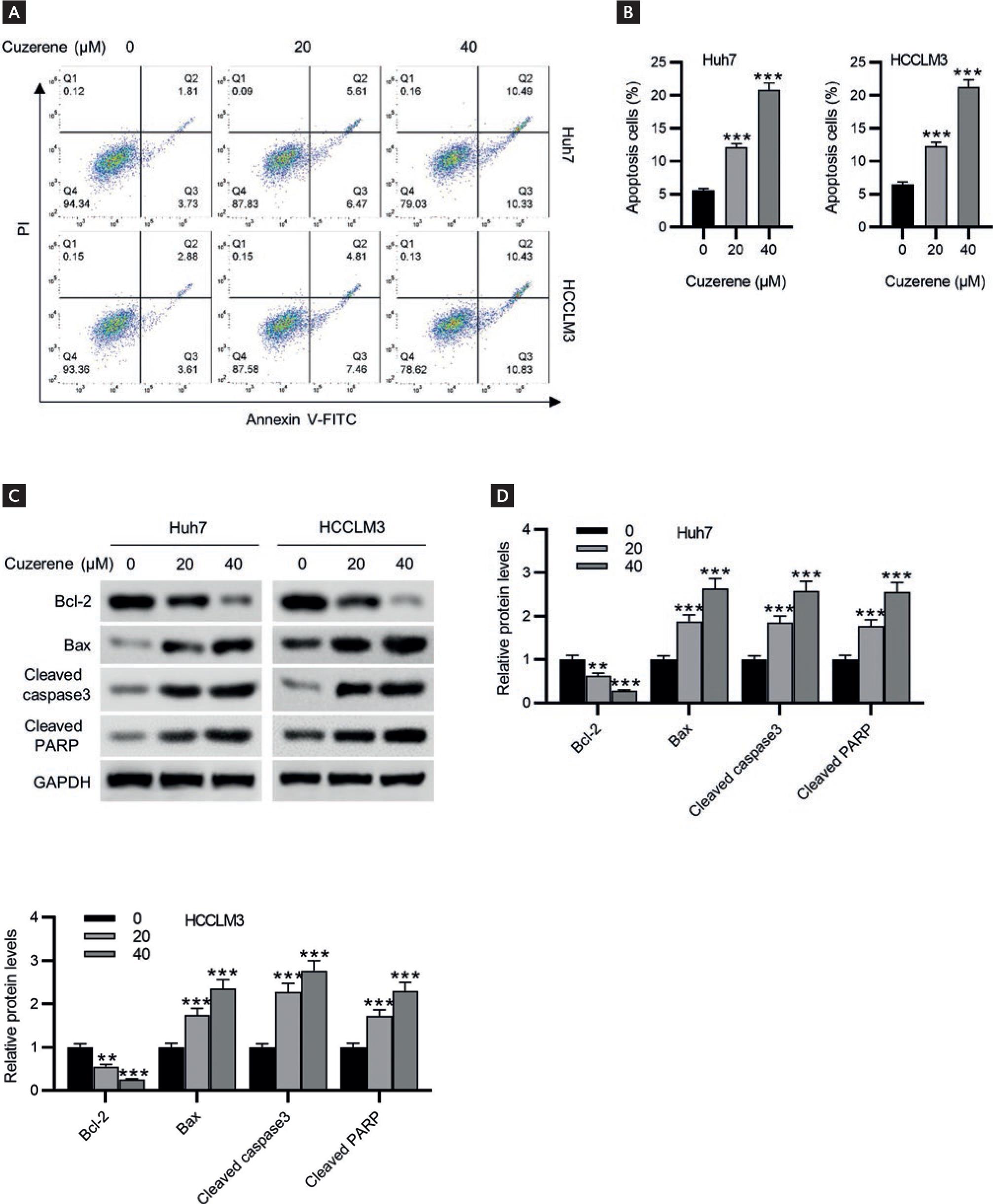 Curzerene Suppresses Hepatocellular Carcinoma Progression Through the ...