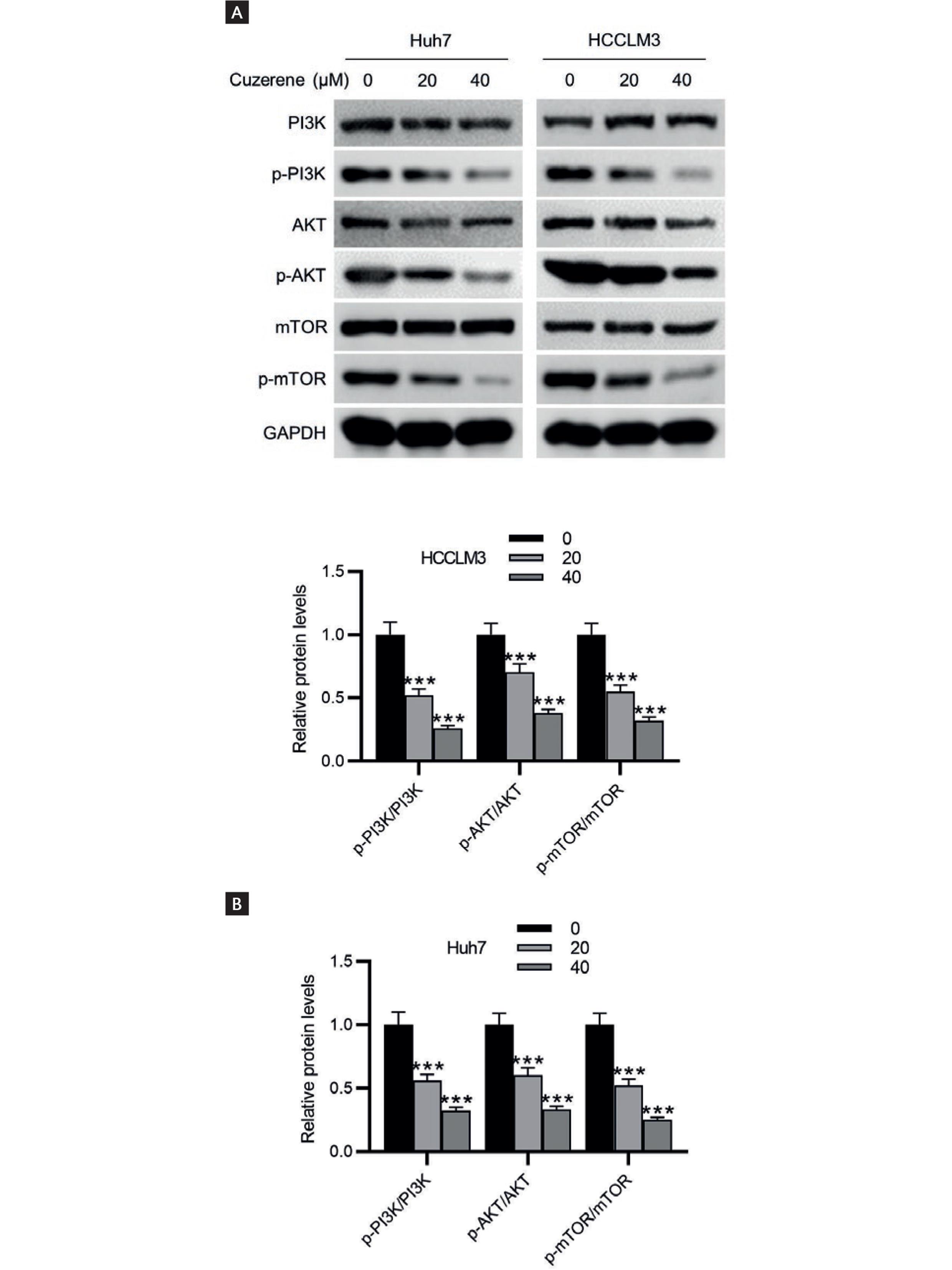 Curzerene Suppresses Hepatocellular Carcinoma Progression Through the ...