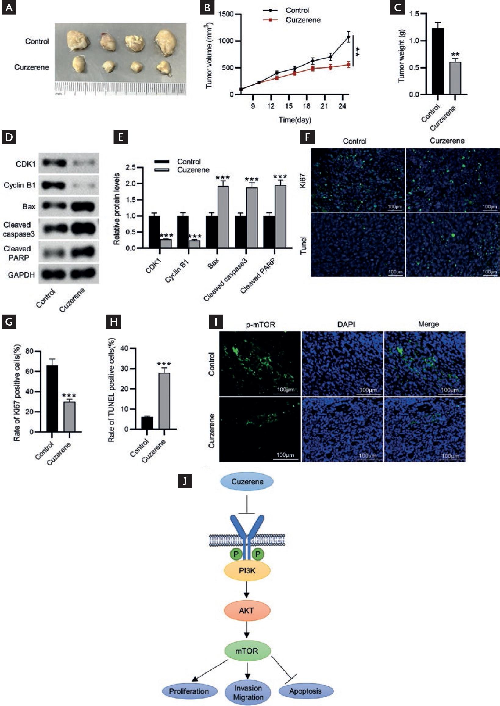 Curzerene Suppresses Hepatocellular Carcinoma Progression Through the ...