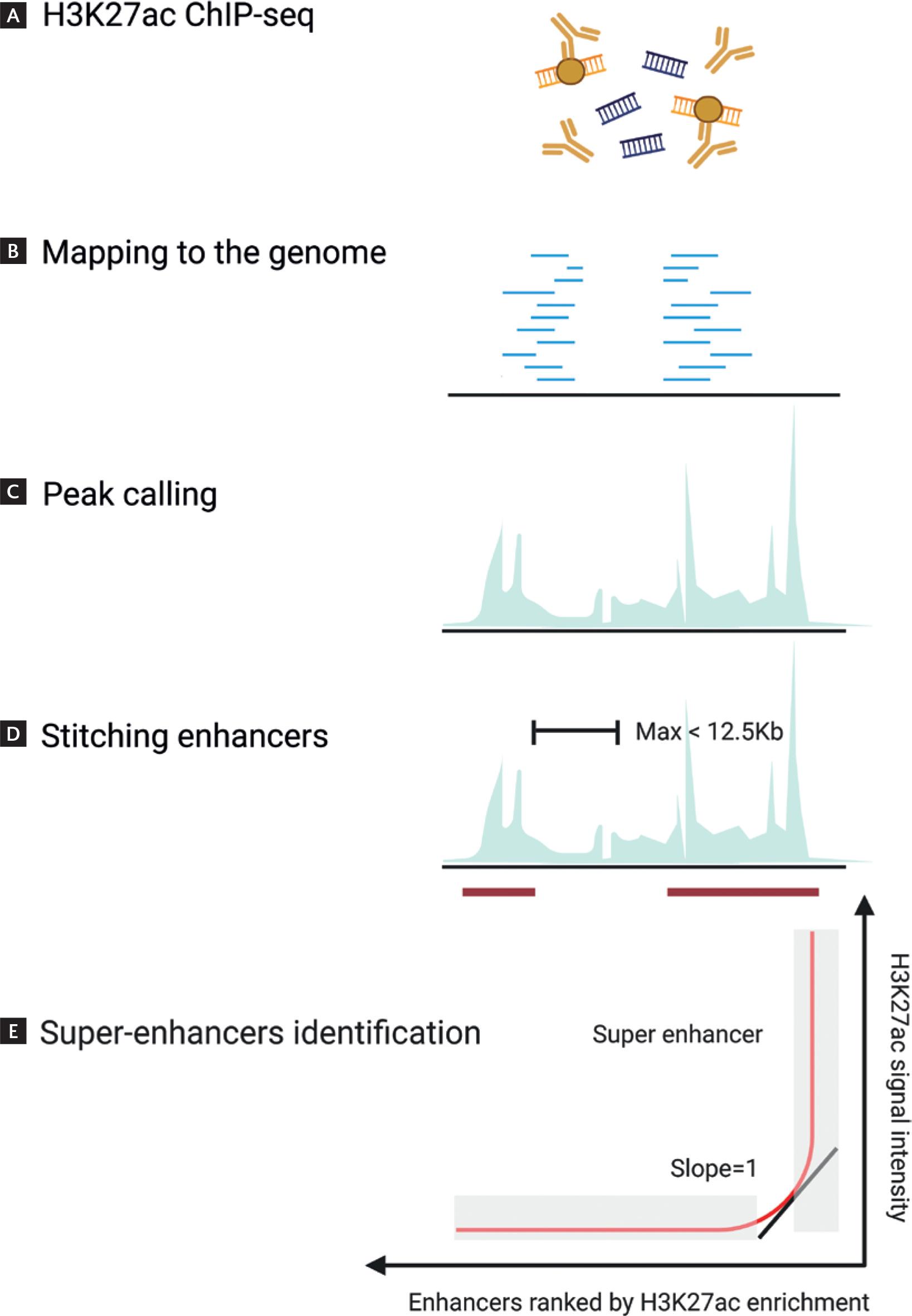 The Mechanism of Super-enhancer Regulation Of Gene Expression And ...