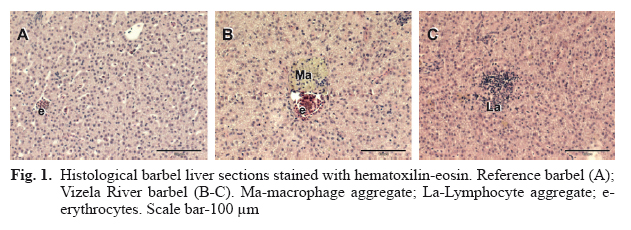 Respuestas al estrés oxidativo y alteraciones hepáticas en el barbo ...
