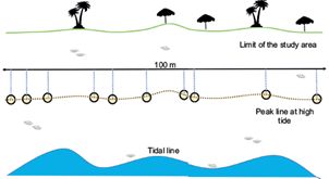 METHOD FOR QUANTIFYING AND CHARACTERIZATION OF MICROPLASTICS IN SAND ...