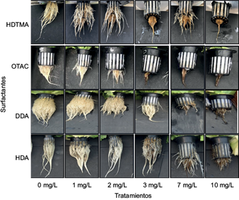 Efecto fitotóxico de cuatro surfactantes catiónicos en plantas de ...