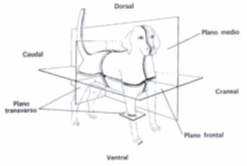 Sistema mecánico para la recuperación motriz en perros con debilidad ...