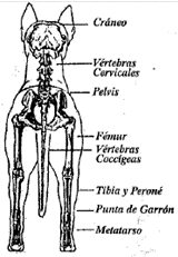 Sistema mecánico para la recuperación motriz en perros con debilidad ...