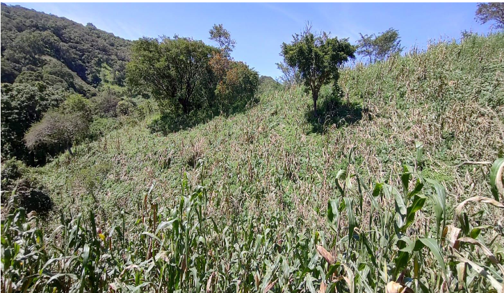 Socio-environmental perception of corn producers, due to the passage of ...